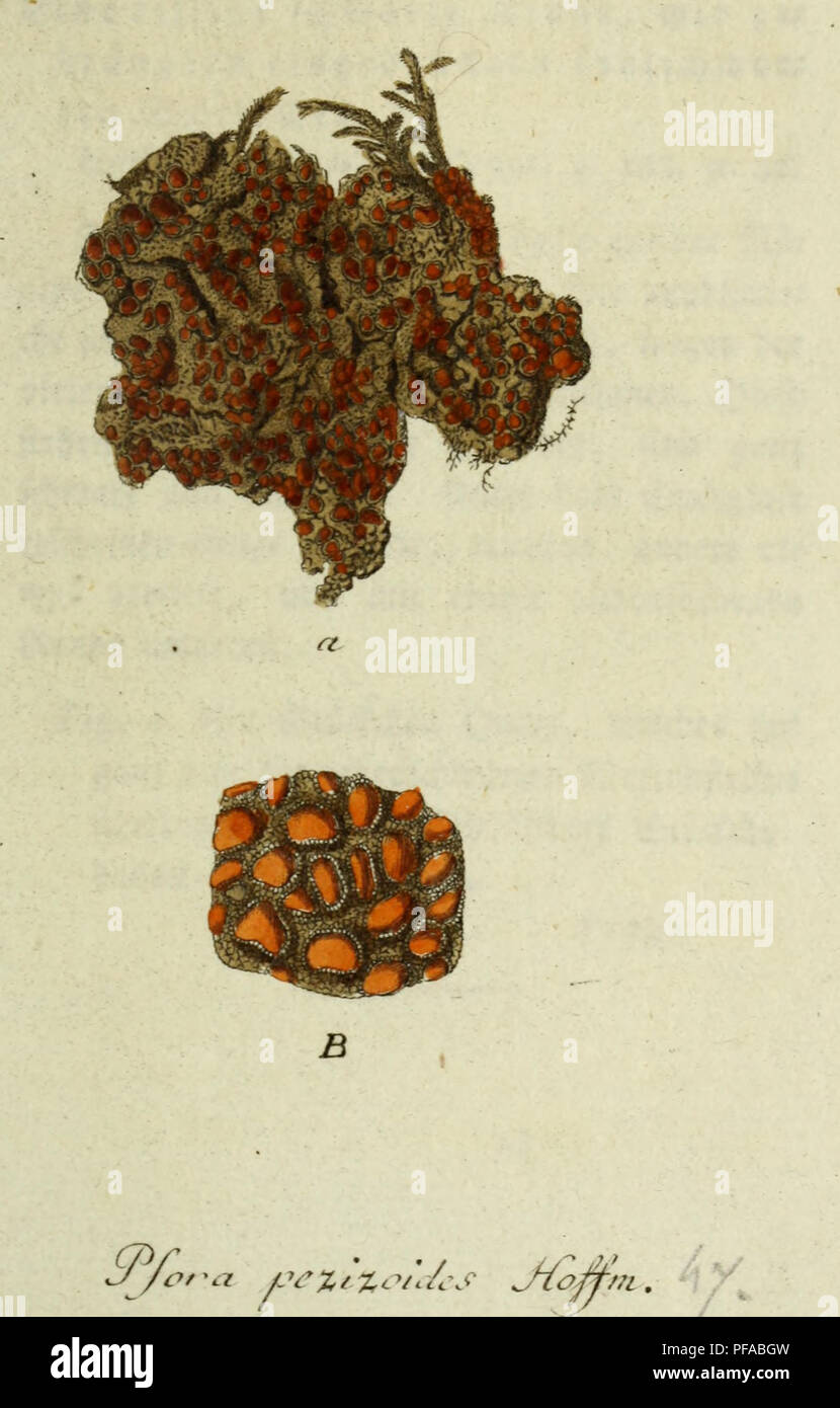 This botanical illustration from 'Deutschlands Flora' depicts various ...