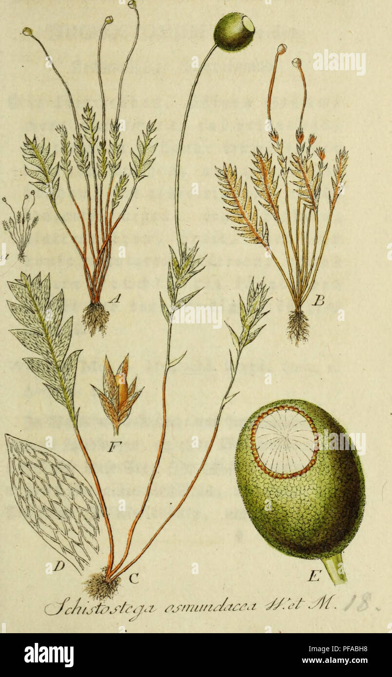 Jacob Sturm's 'Deutschlands Flora' features detailed illustrations of ...