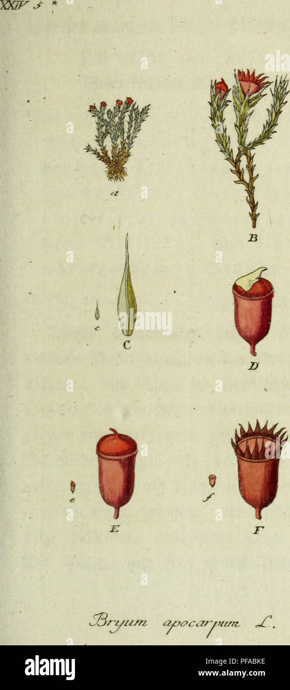 This botanical work presents accurate illustrations of the flora of ...