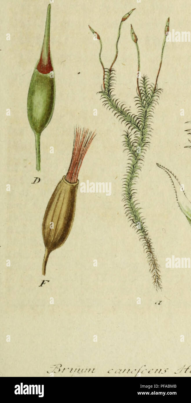 A detailed botanical work that showcases the flora of Germany ...