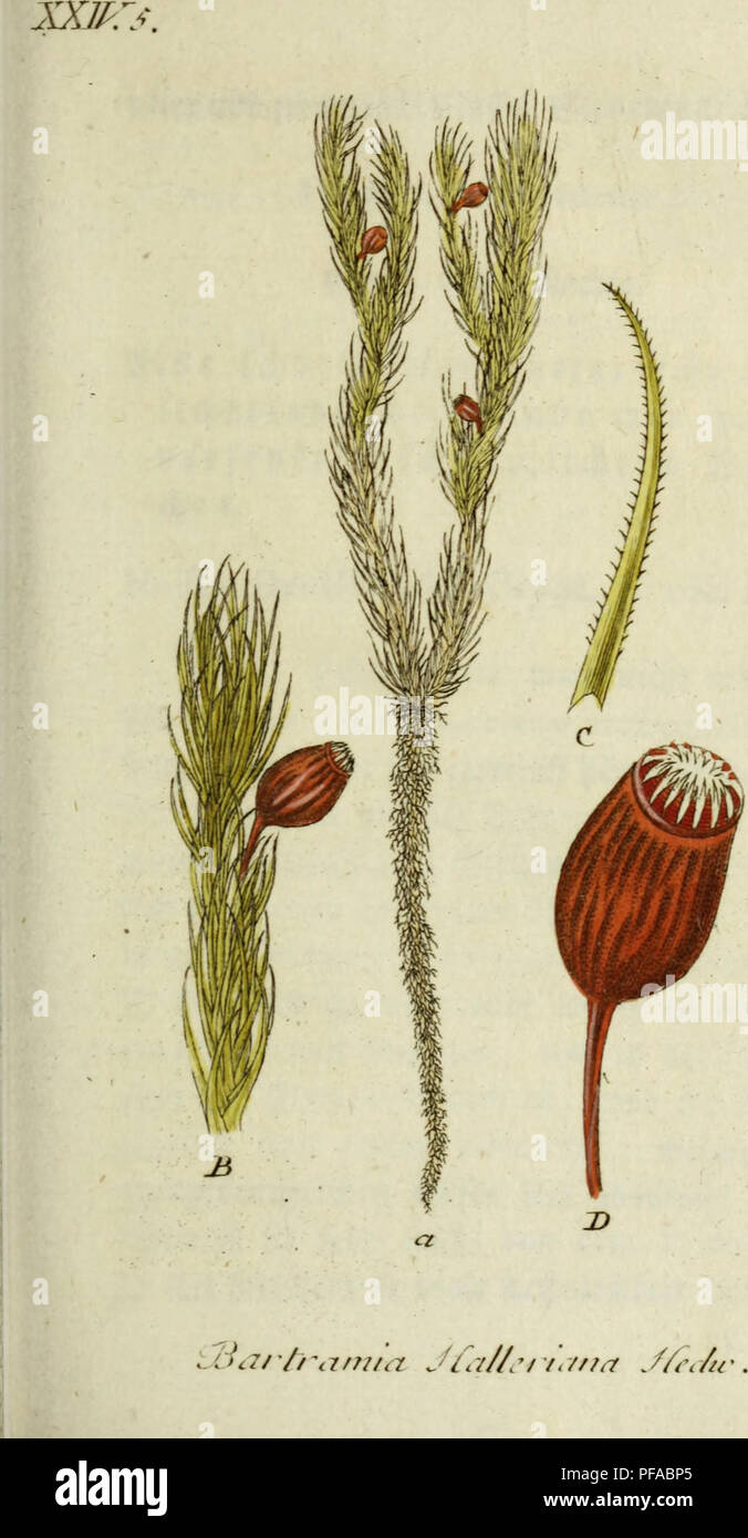 This text focuses on the flora of Germany, presenting detailed ...