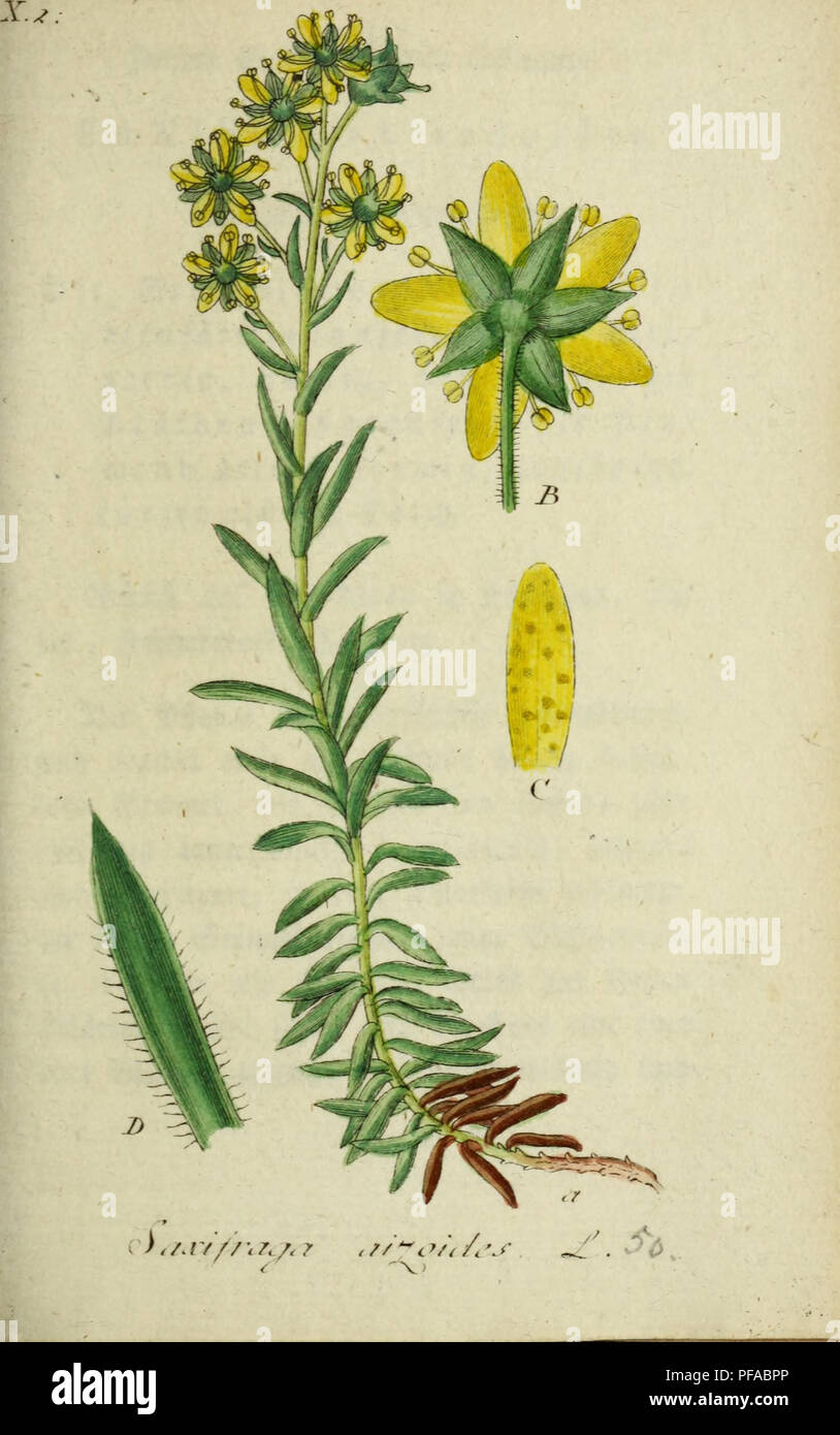 This German flora guide offers detailed illustrations of native plants ...