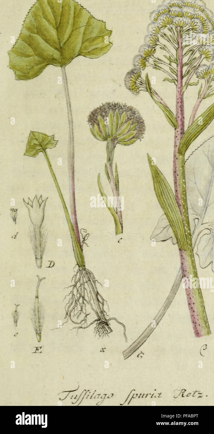This botanical text by Jacob Sturm illustrates the flora of Germany ...