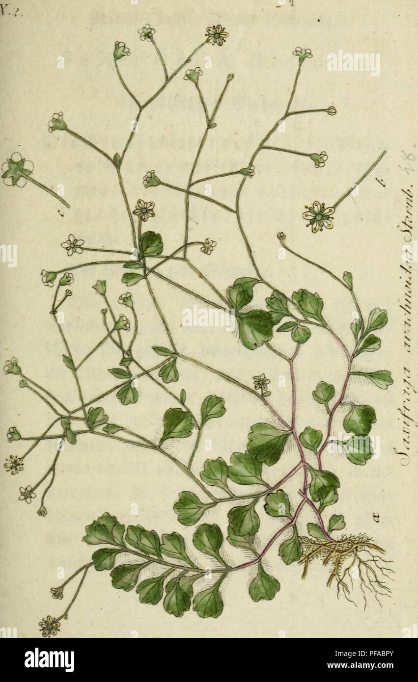 This botanical work by Jacob Sturm illustrates the native plant species ...