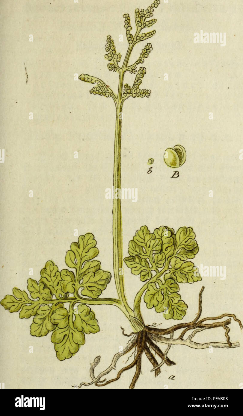 This botanical work illustrates the flora of Germany, providing ...