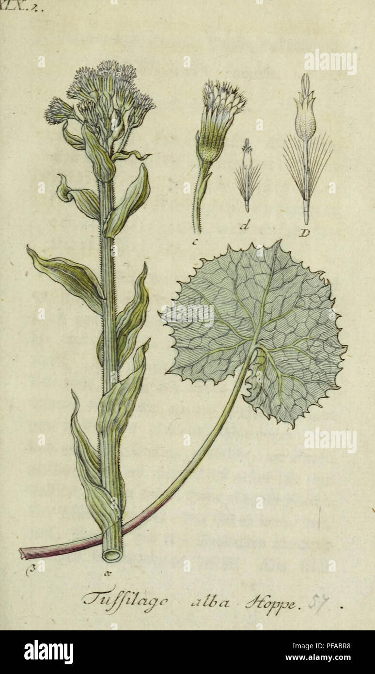 A botanical illustration by Jacob Sturm depicting native plants of ...