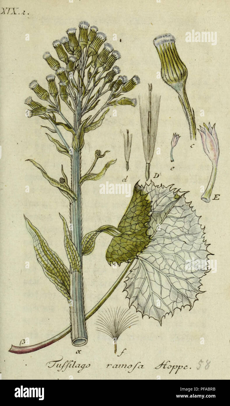 This book presents a visual representation of the flora of Germany ...