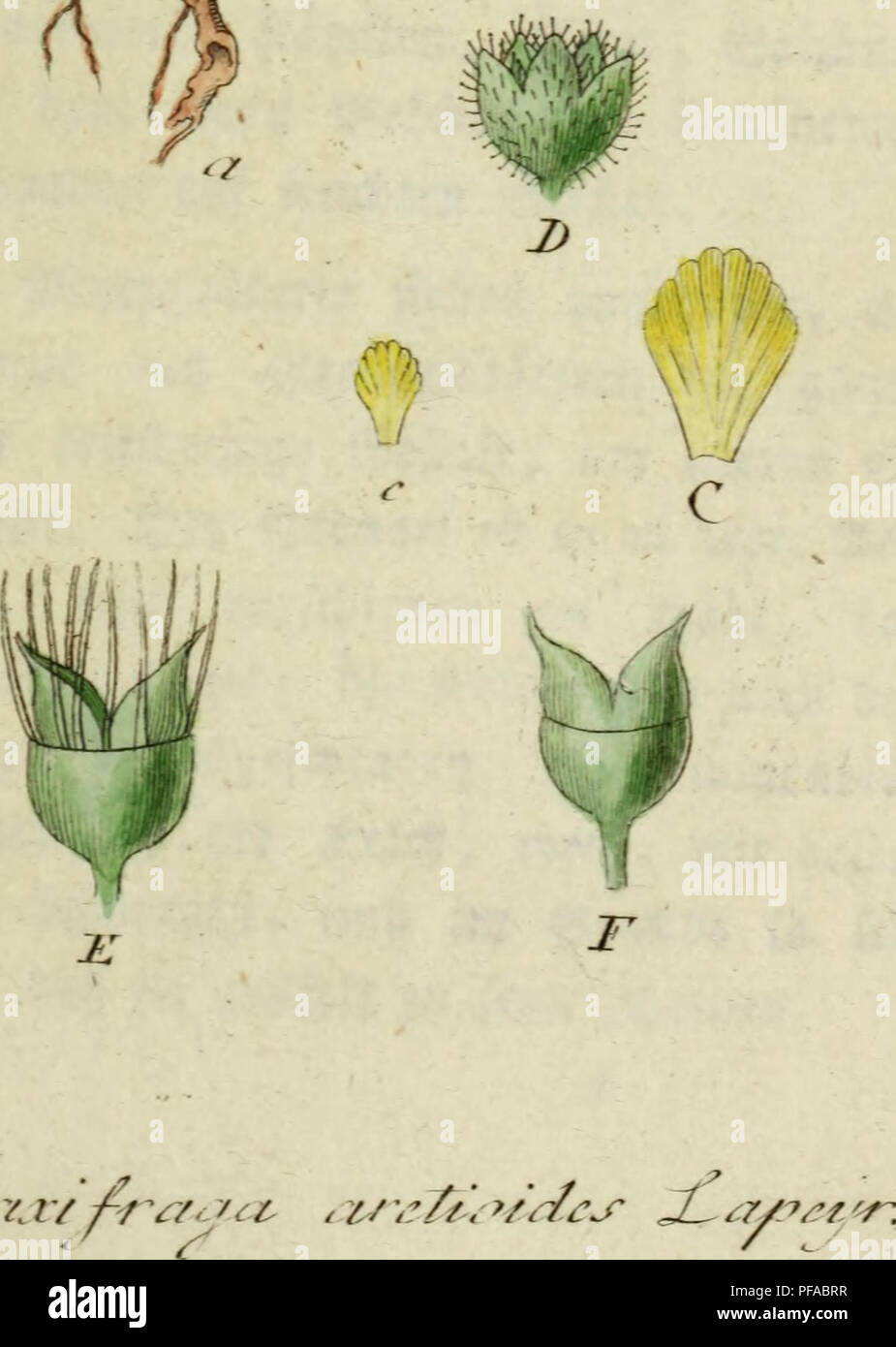 This botanical work presents illustrations of German flora, showcasing ...