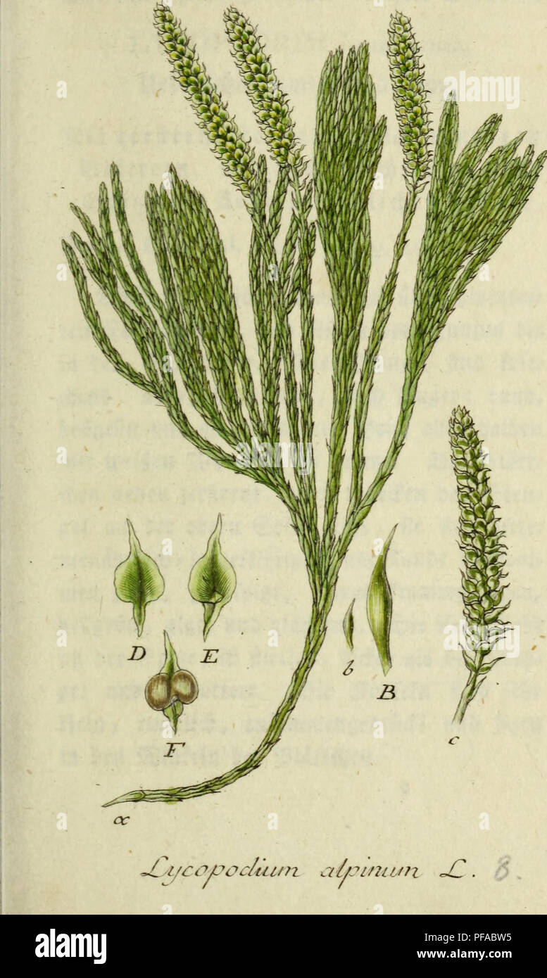 This work presents illustrations of Germany's flora, documenting ...