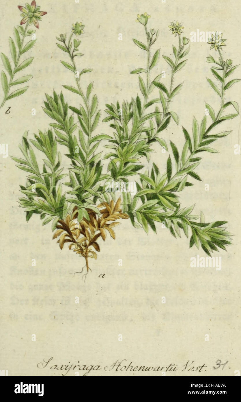 A detailed botanical work on the flora of Germany, featuring detailed ...