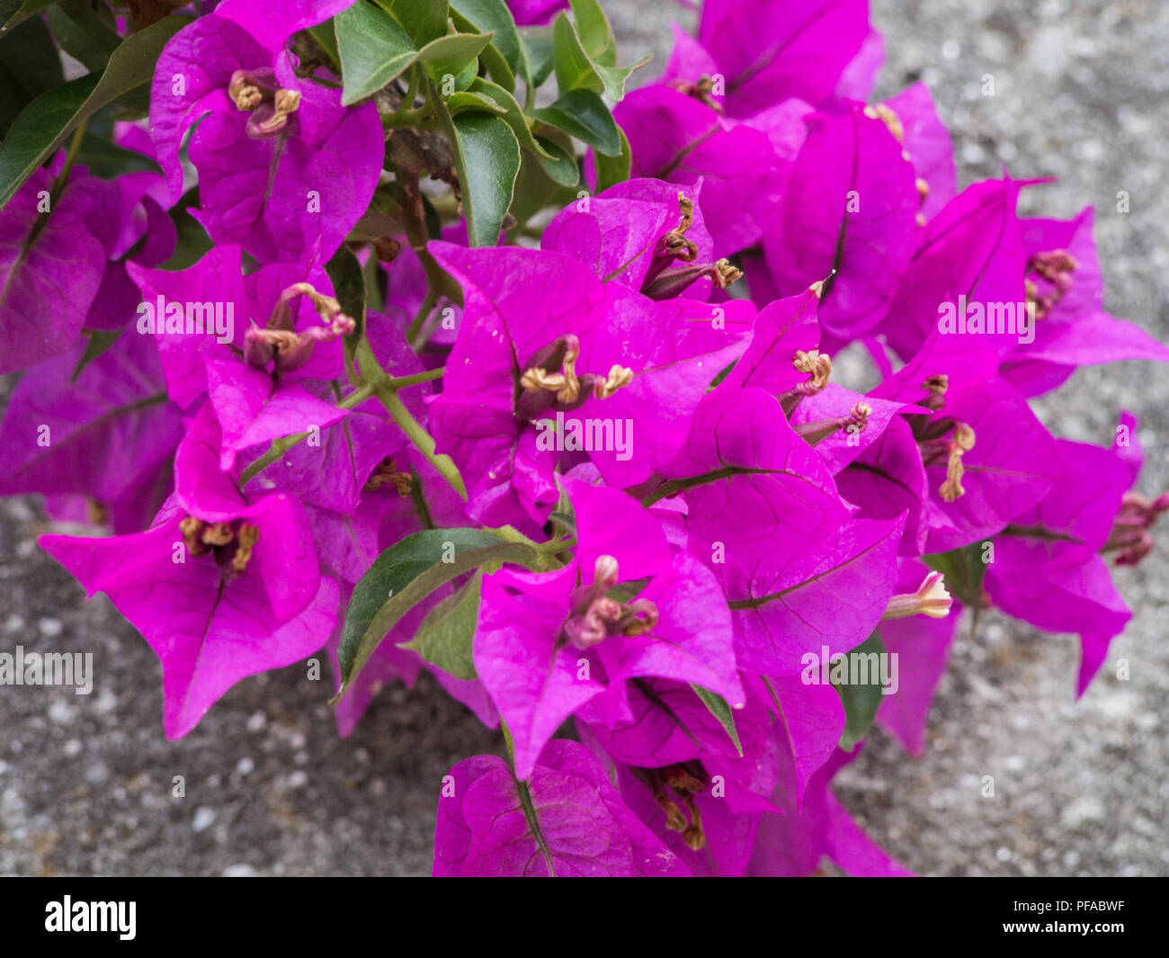 Pink bougainvillea flowers Stock Photo - Alamy
