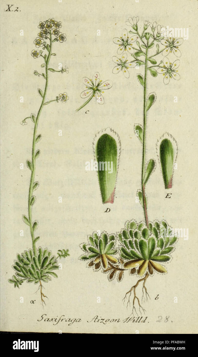 This botanical work showcases the flora of Germany through detailed ...