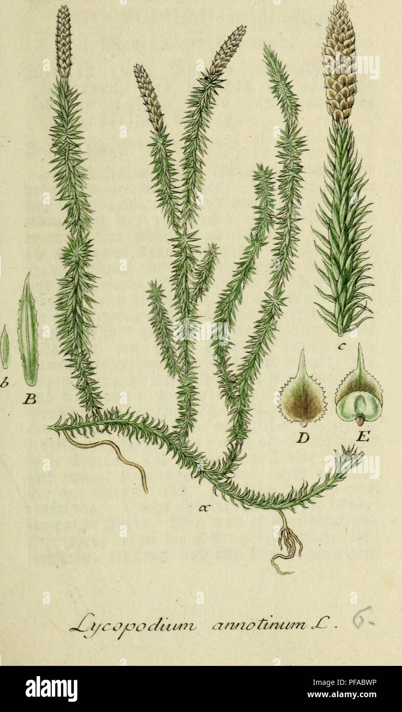 This botanical work by Jacob Sturm (1771–1848) provides detailed ...