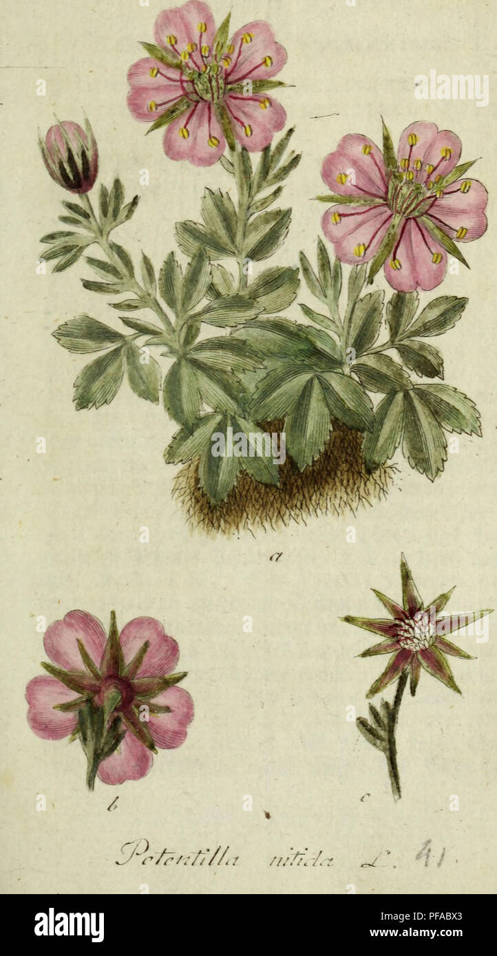 This botanical work features illustrations of Germany's native flora ...