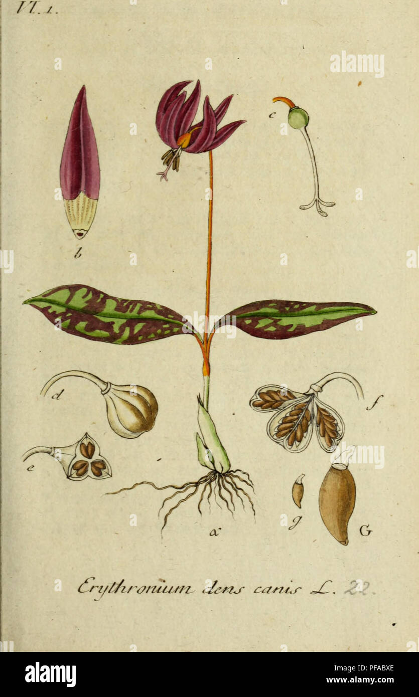 This German botanical work illustrates various plant species found in ...