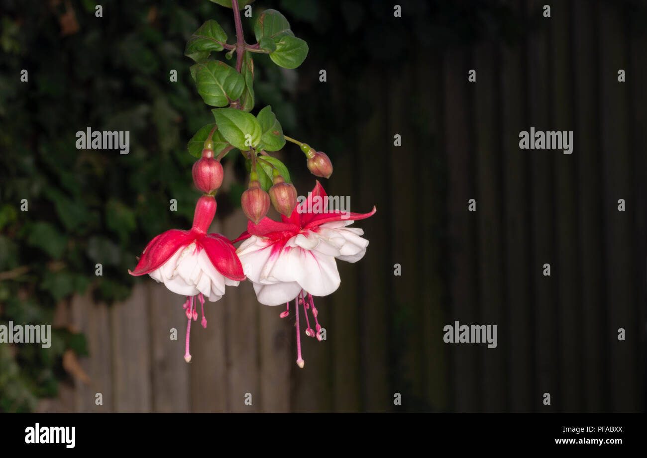 Trailing fuchsia Swingtime flowers against a black backgound Stock ...
