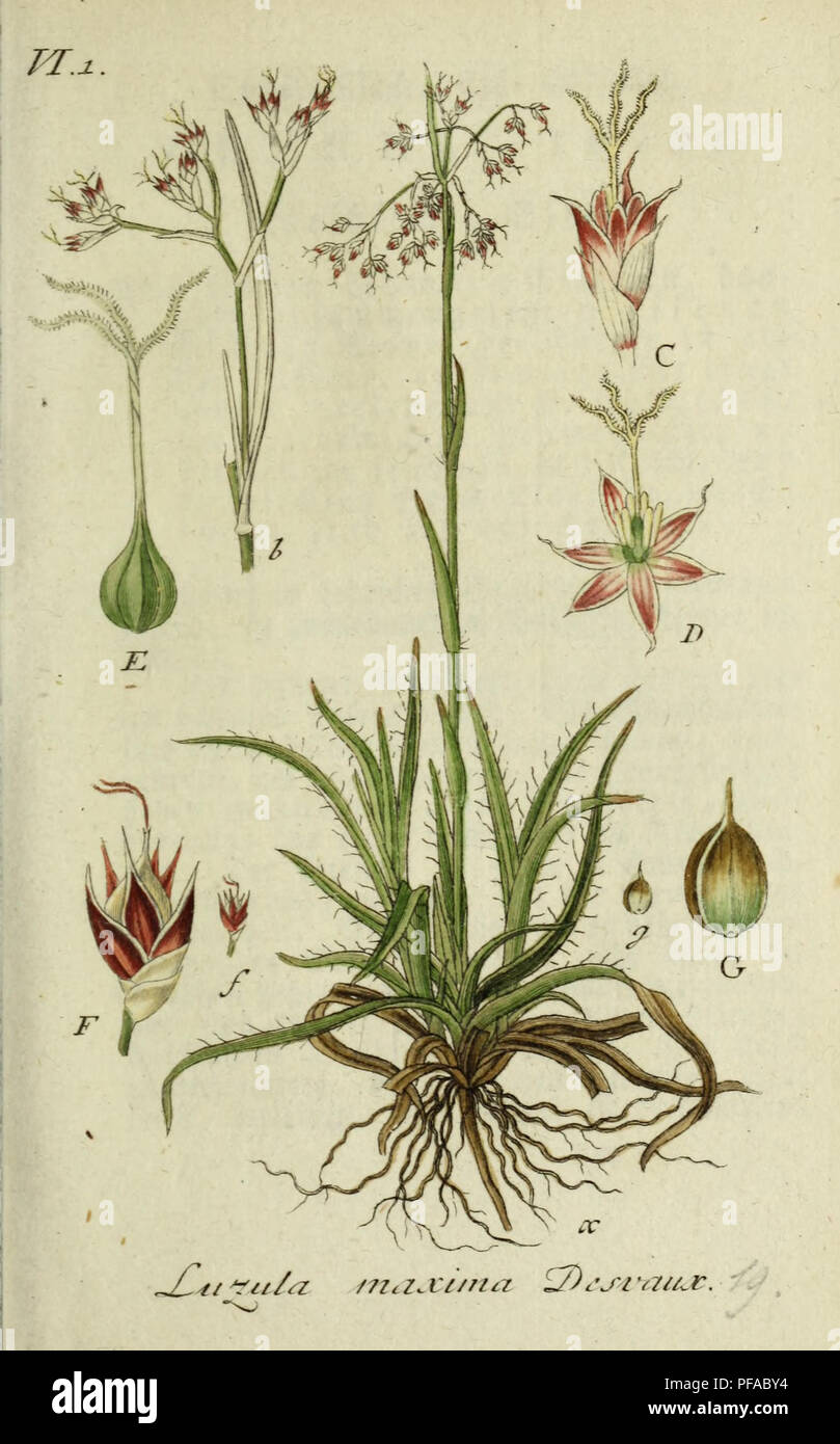 This botanical work by Jacob Sturm illustrates the plant species native ...