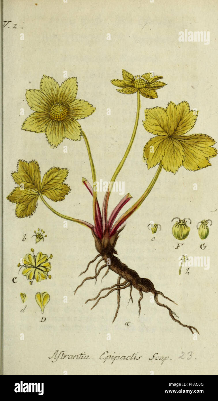 This botanical work from the 18th century provides illustrated ...