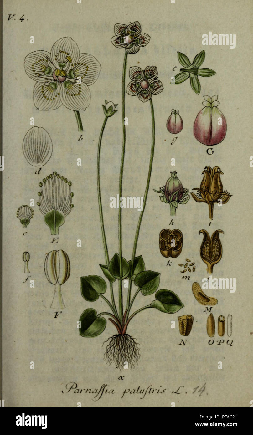A botanical reference illustrating German flora with scientifically ...