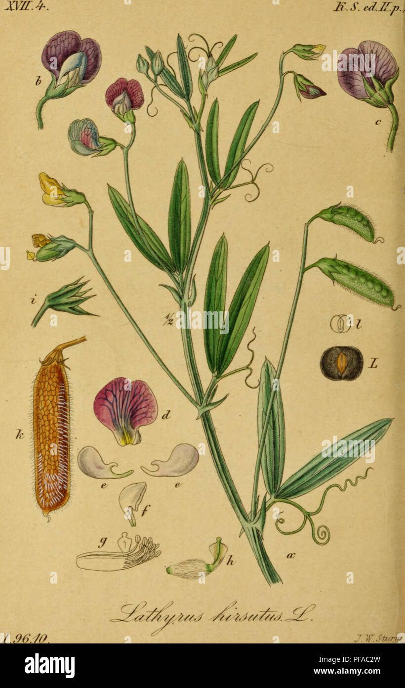 This botanical illustration from 'Deutschlands Flora' presents detailed ...