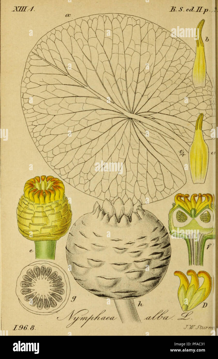 This botanical work presents accurate illustrations of German flora ...