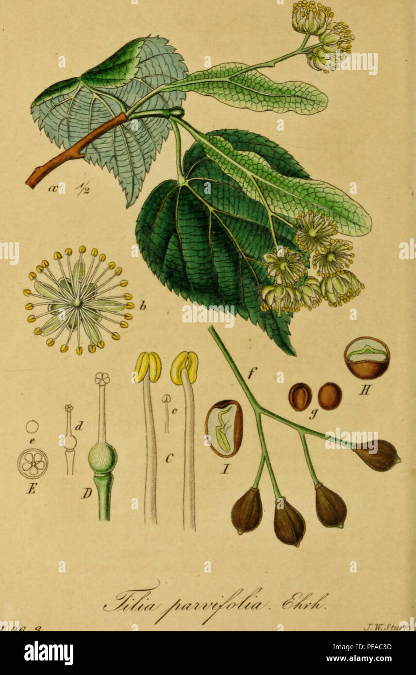 This German botanical work presents a detailed visual guide to Germany ...