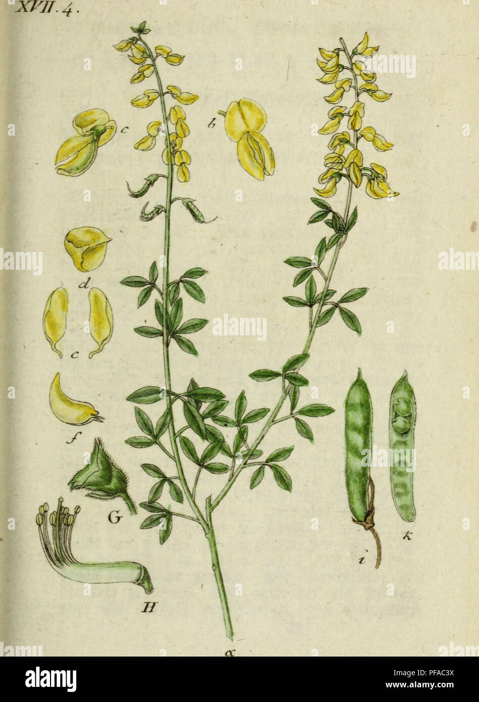 This botanical work features detailed illustrations of German flora ...