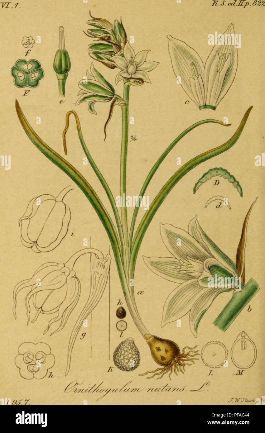 Jacob Sturm's detailed illustrations of German flora, showcasing native ...