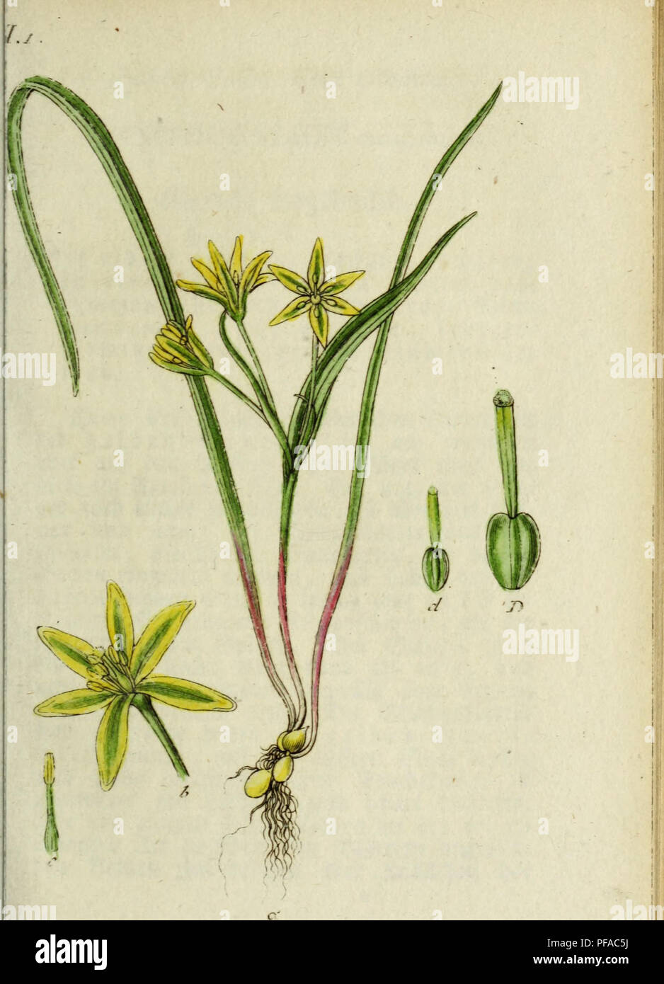 This botanical illustration depicts various species of plants native to ...