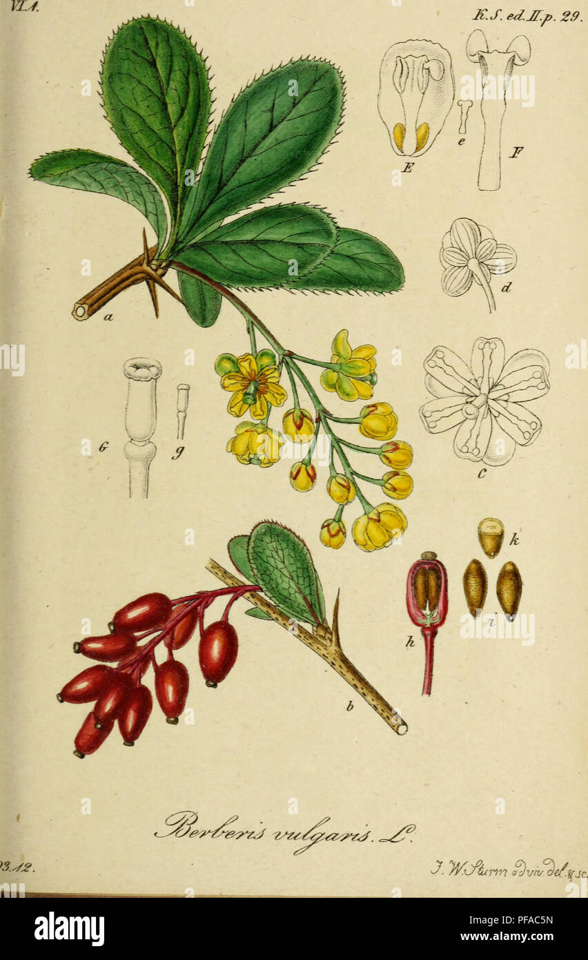 A botanical illustration from 'Deutschlands Flora in Abbildungen nach ...