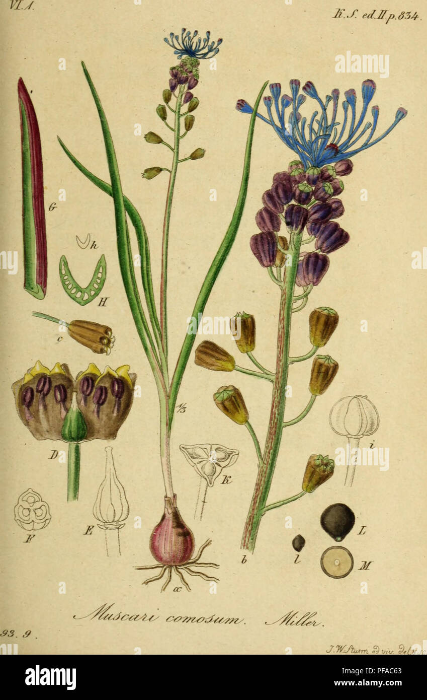 Comprehensive visual study of plant anatomy hi-res stock photography ...