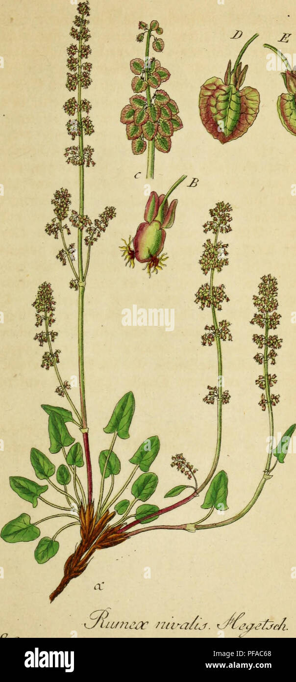 This botanical work by Jacob Sturm features illustrations of Germany's ...