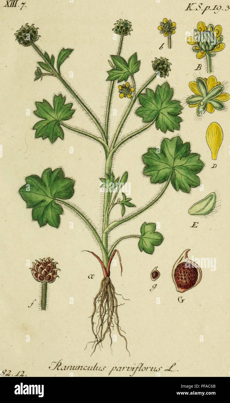 A detailed botanical reference on the flora of Germany, featuring ...