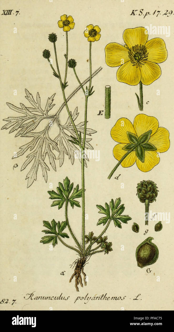 This botanical work showcases the flora of Germany with detailed ...