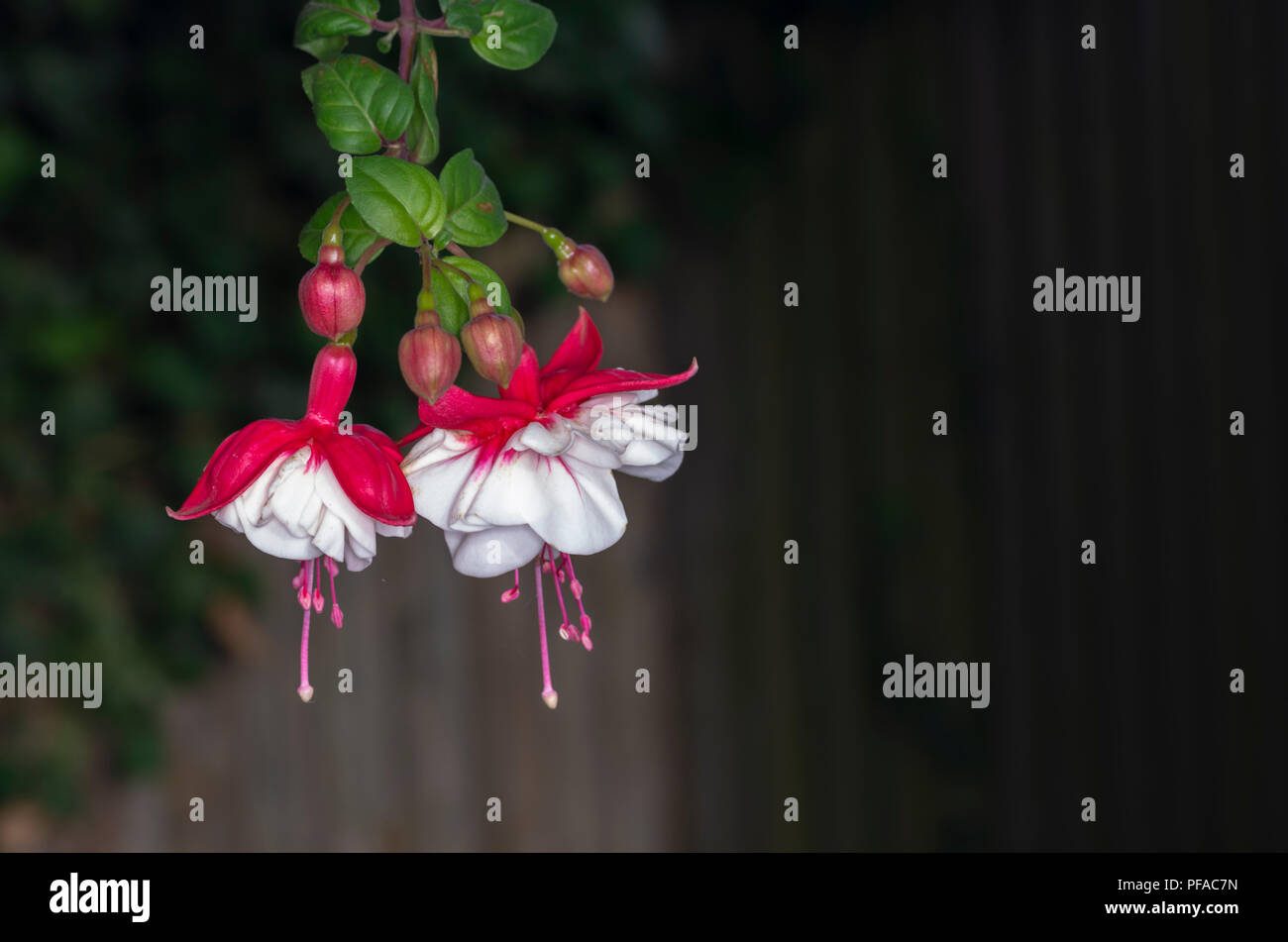 Fuchsia swingtime hi-res stock photography and images - Alamy