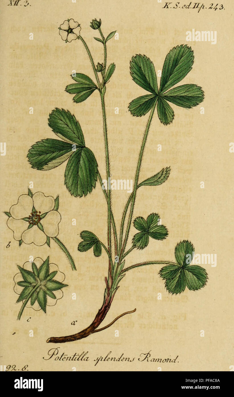 A botanical illustration from Jacob Sturm's 19th-century work ...