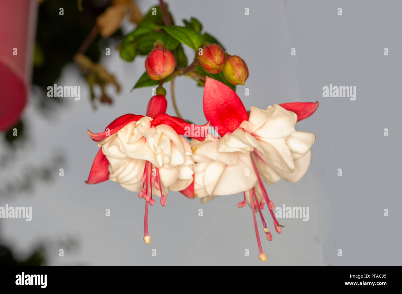 Fuschia trailing swingtime hi-res stock photography and images - Alamy