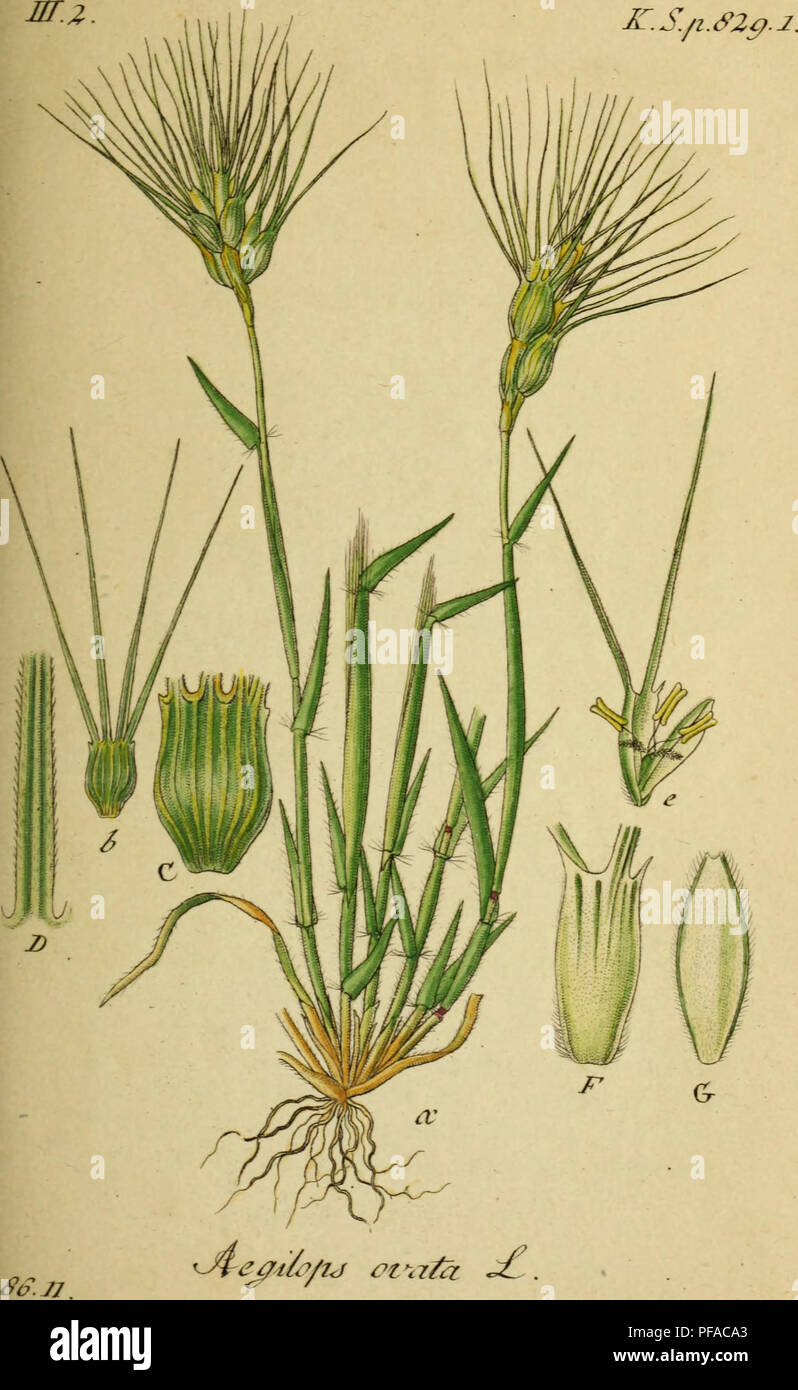 This botanical work features illustrations and descriptions of plant ...