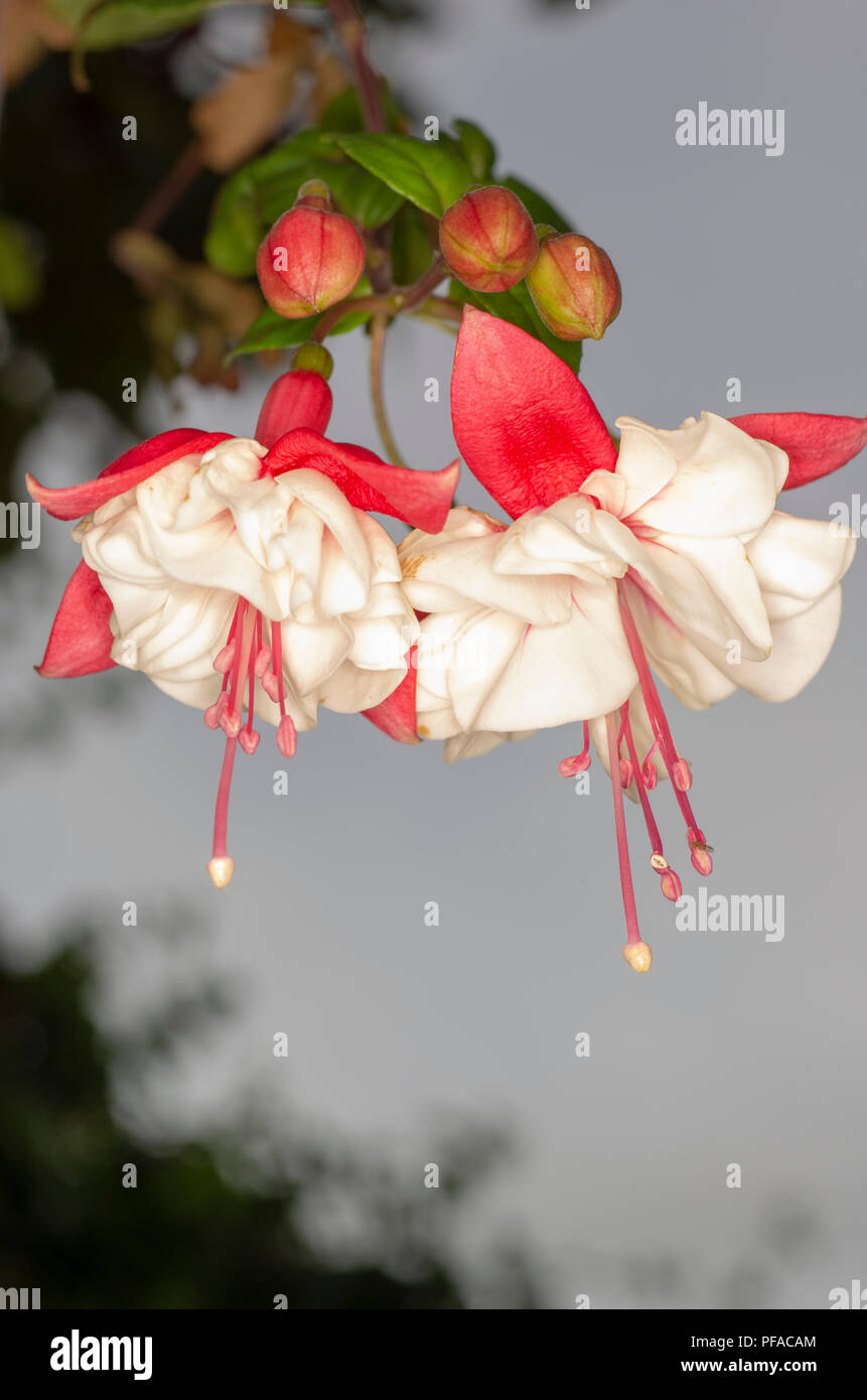 Trailing fuchsia swingtime flowers Stock Photo - Alamy