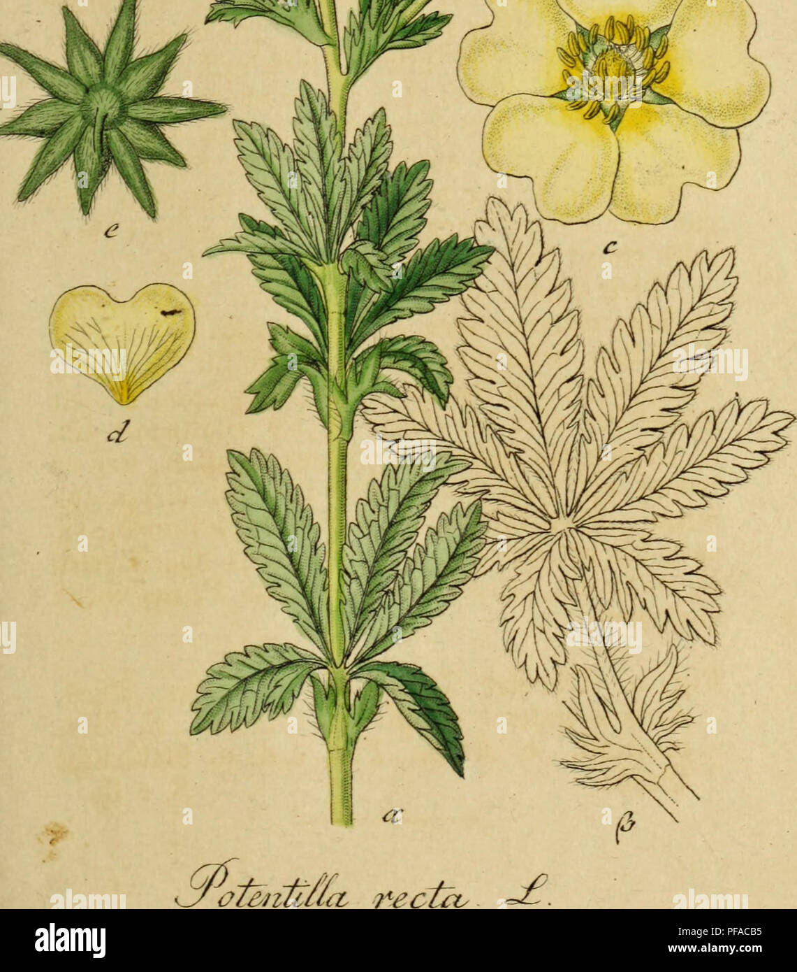 This botanical collection by Jacob Sturm illustrates Germany's native ...
