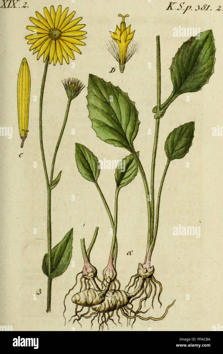 This illustration from 'Deutschlands Flora' showcases the native plants ...