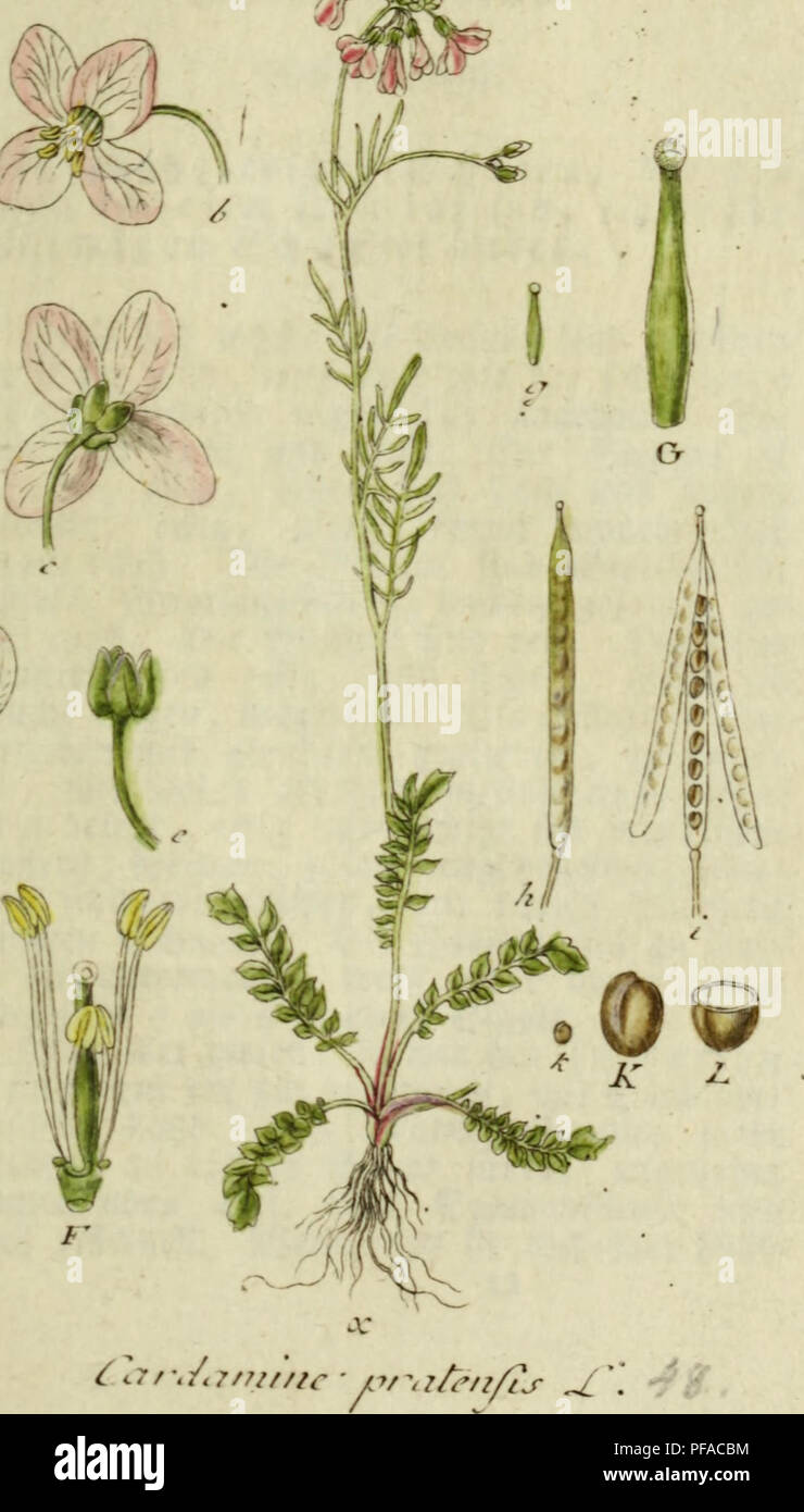 Another image from 'Deutschlands Flora,' offering detailed botanical ...