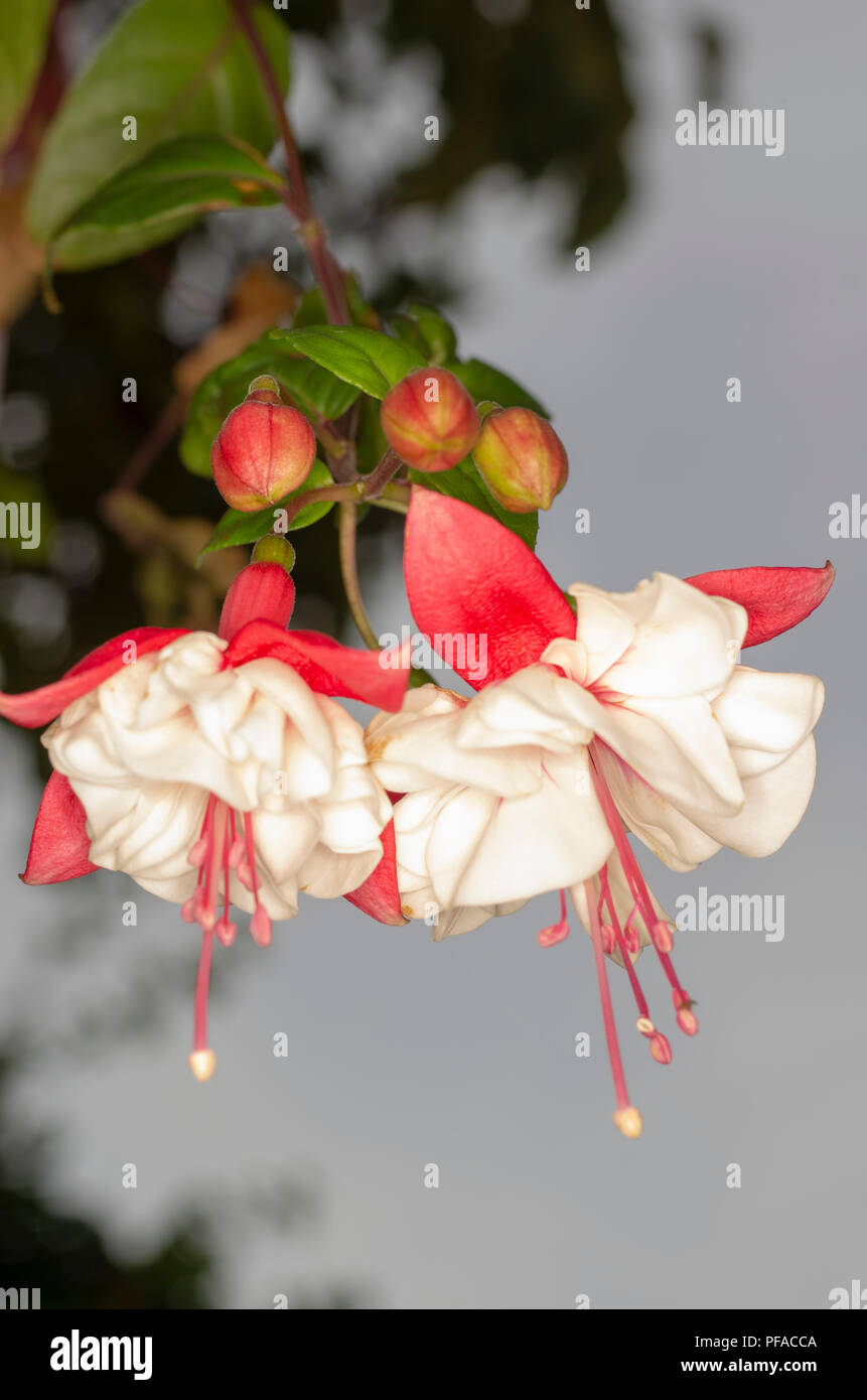 Trailing fuchsia swingtime flowers Stock Photo - Alamy