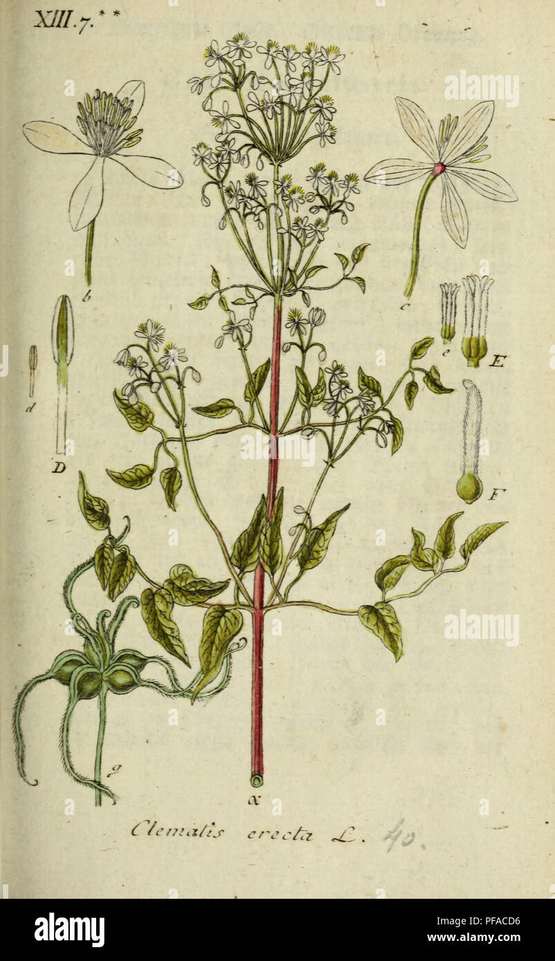 This botanical work, translated as 'Germany's Flora in Illustrations ...