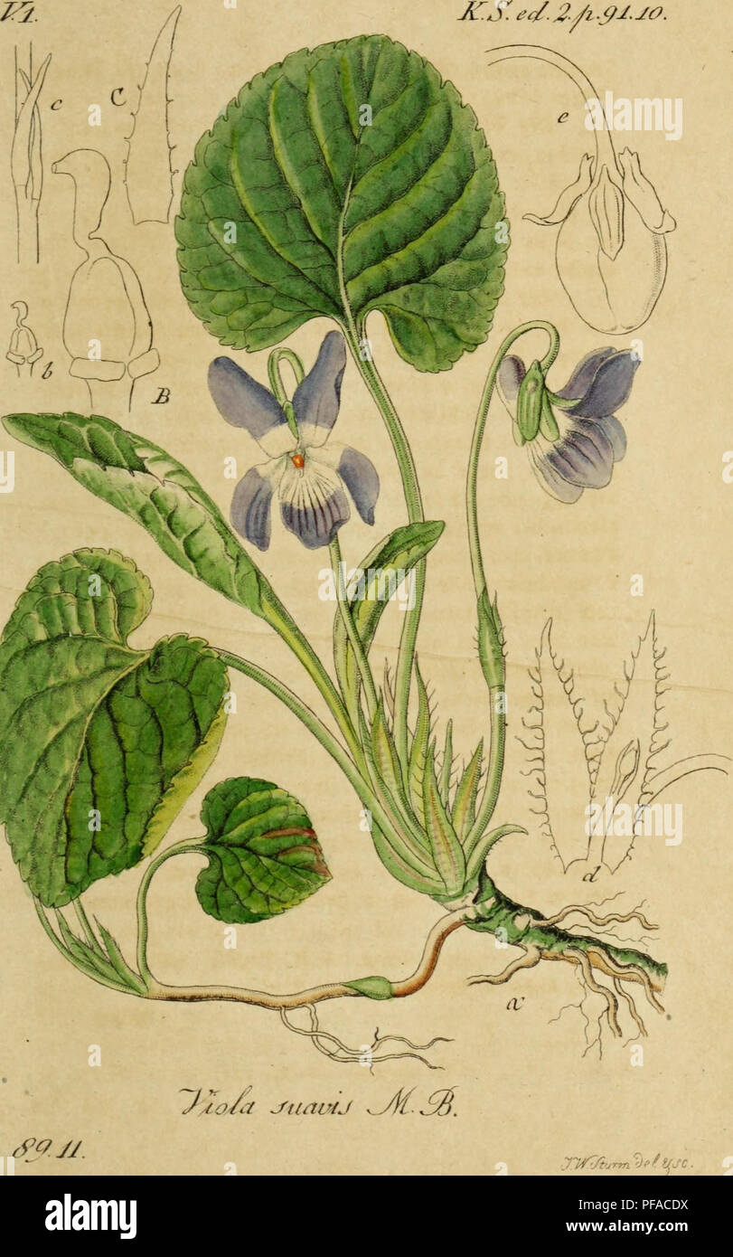 This botanical work presents detailed illustrations of Germany's flora ...