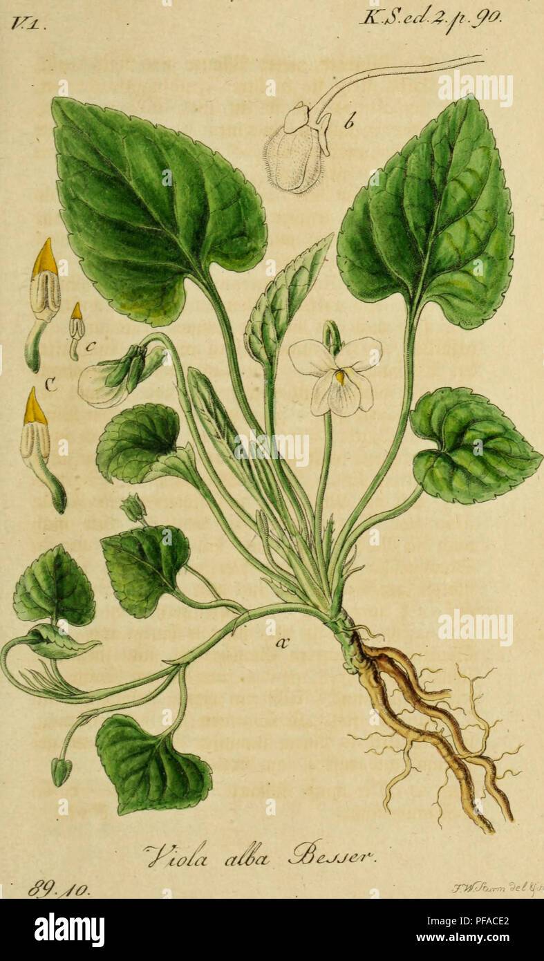 This botanical work by Jacob Sturm illustrates the plant species of ...