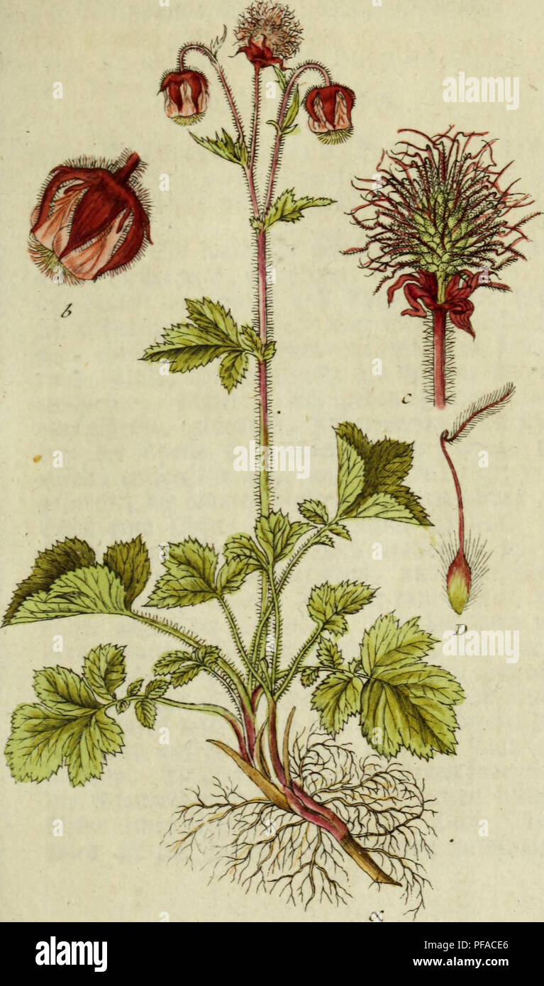 This work features detailed illustrations of Germany’s flora, providing ...