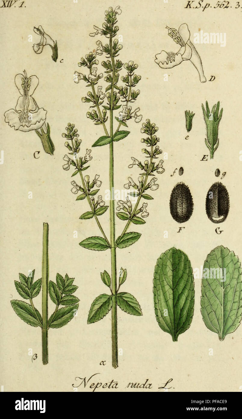 A botanical reference work documenting Germany's native plant species ...