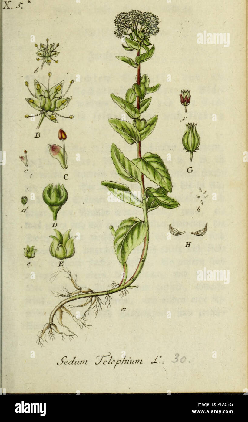This botanical work presents illustrations of German flora, focusing on ...