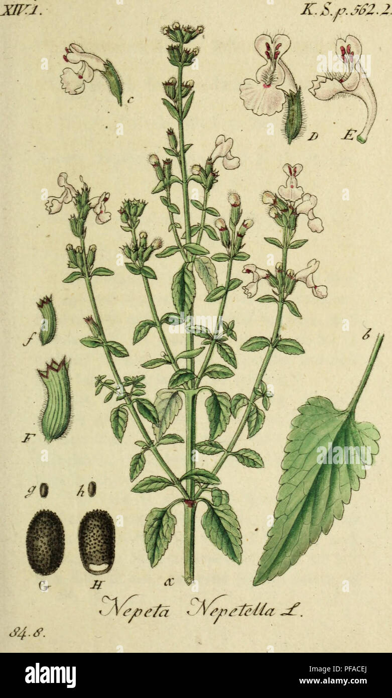 Sturm's 'Deutschlands Flora' provides botanical illustrations of ...